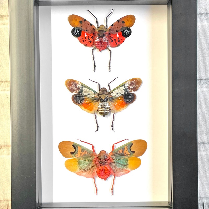 Insect Collection - Etsy