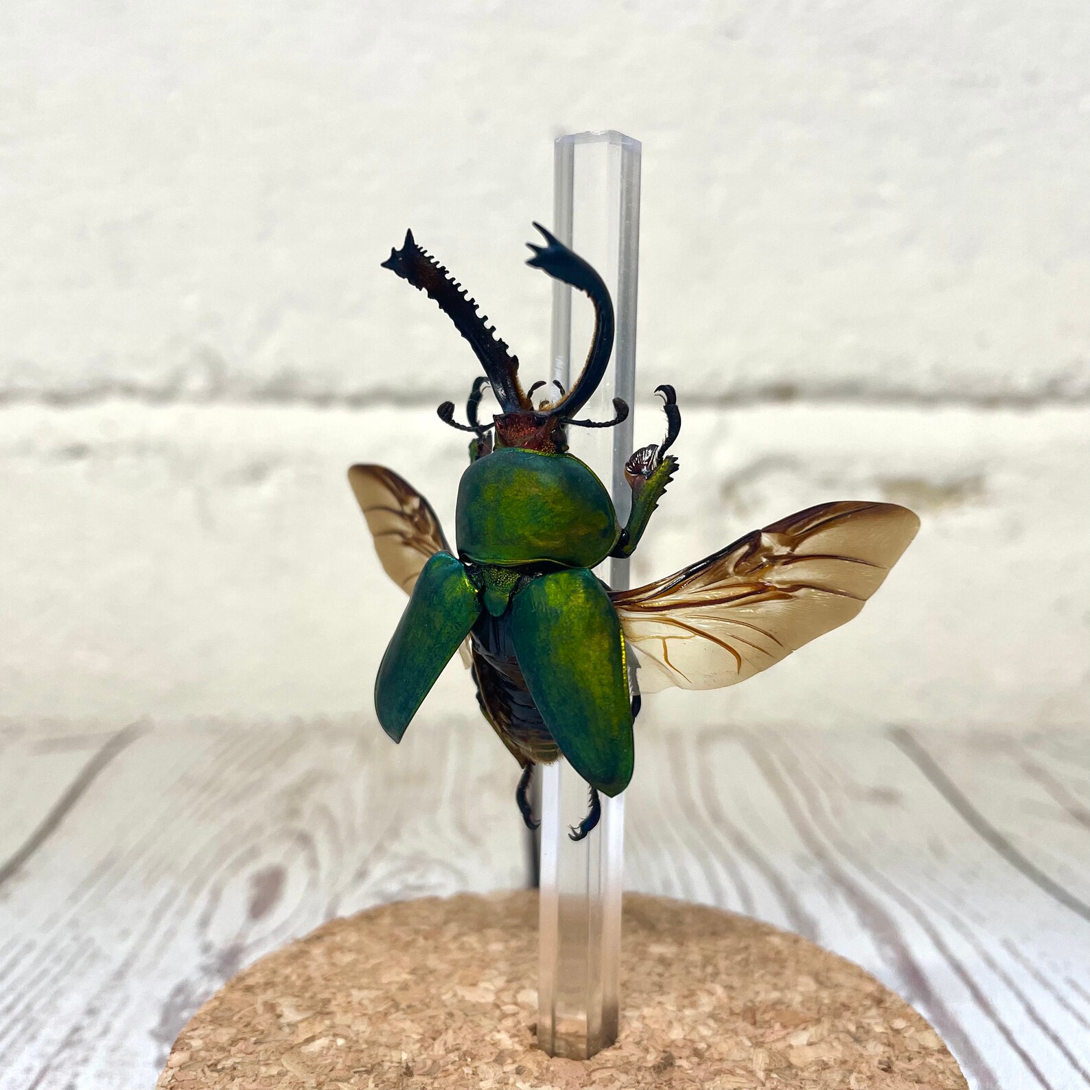 Saw Tooth Stag Beetle (lamprima Adolphinae) Glass Bell Cloche Dome ...