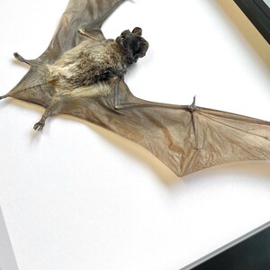 The Javan Mastiff Bat otomops Formosus Deep Shadow Box Frame Display ...