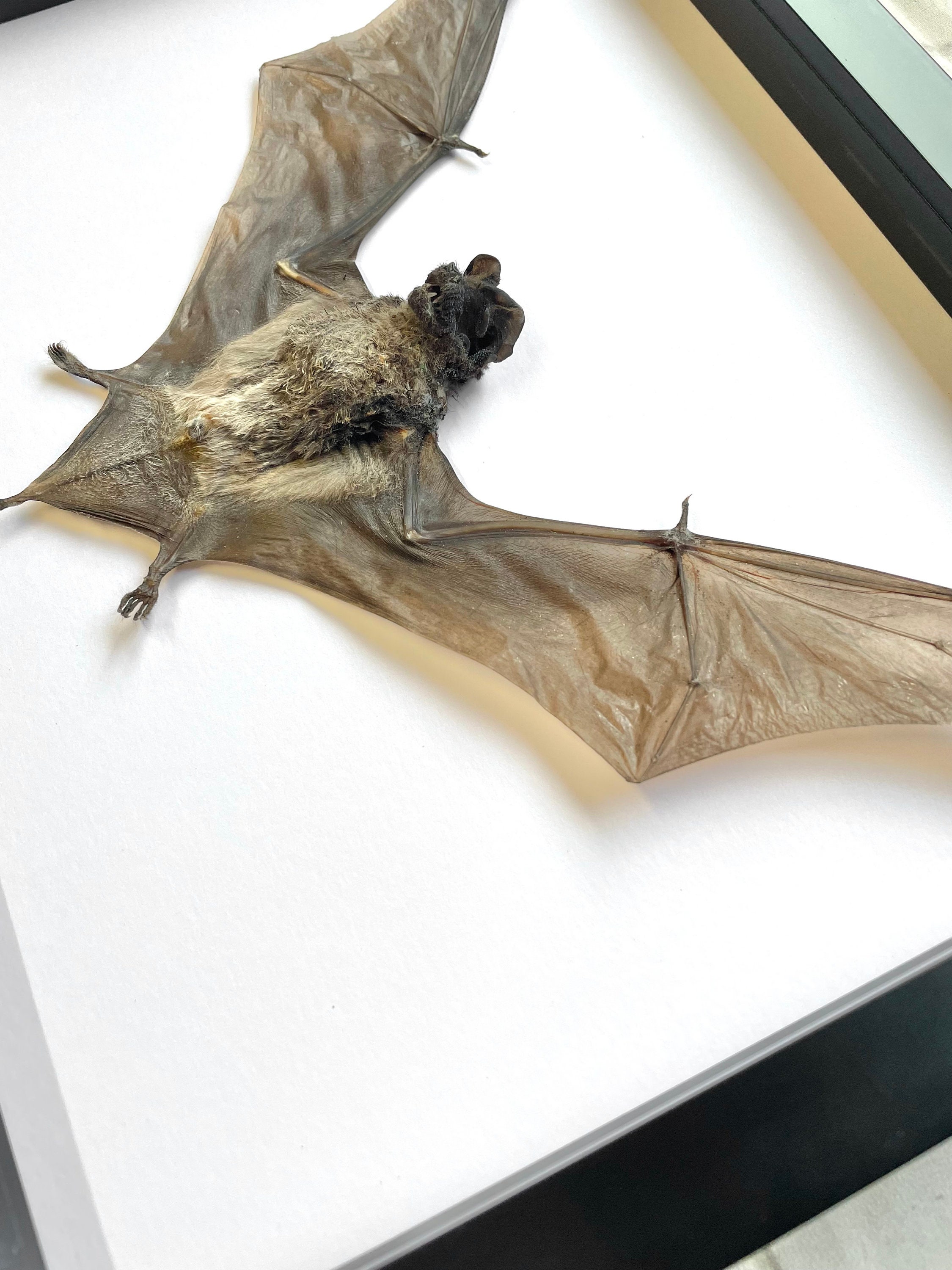 The Javan Mastiff Bat otomops Formosus Deep Shadow Box Frame - Etsy UK