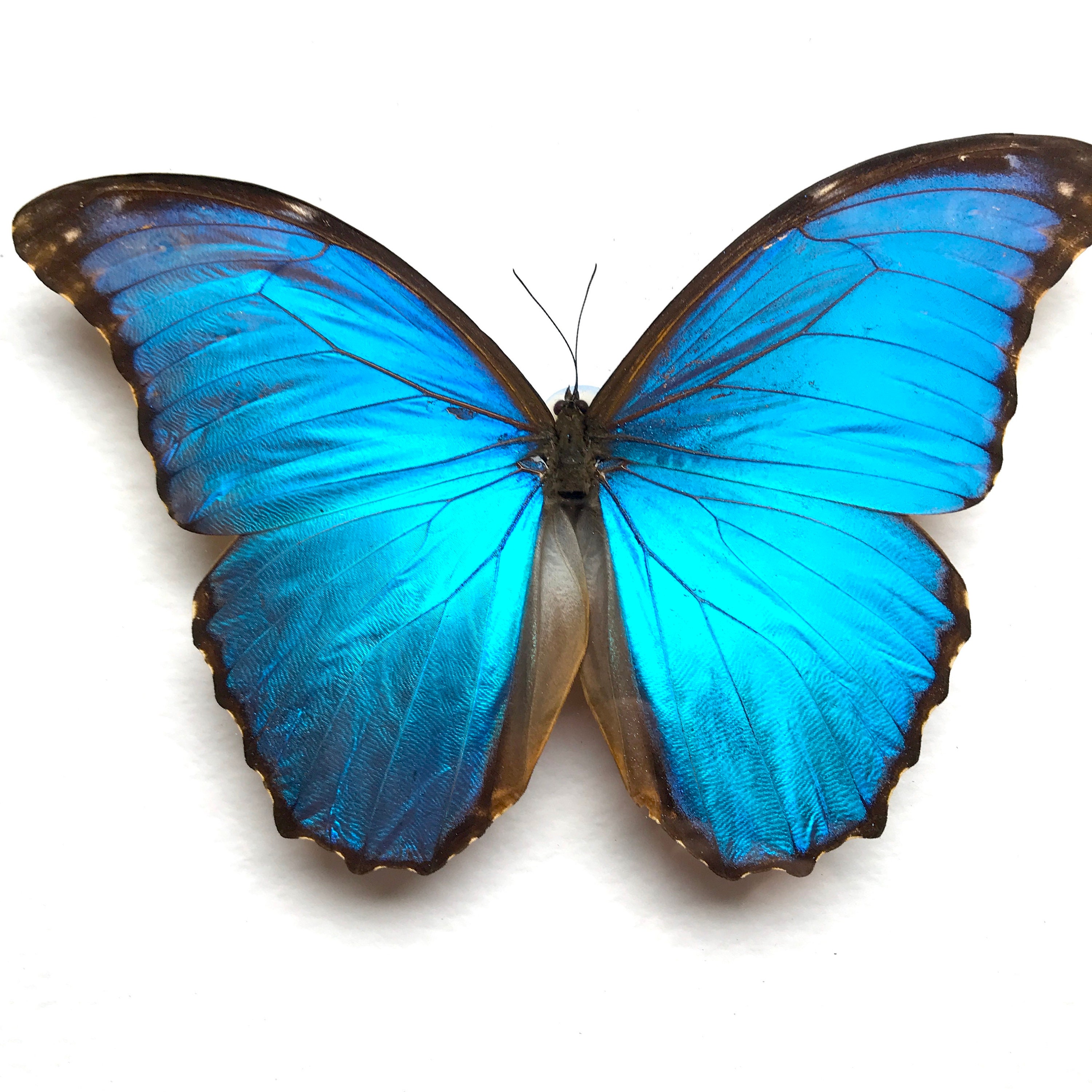 Giant Blue Morpho Butterfly morpho Didius Deep Shadow Box | Etsy