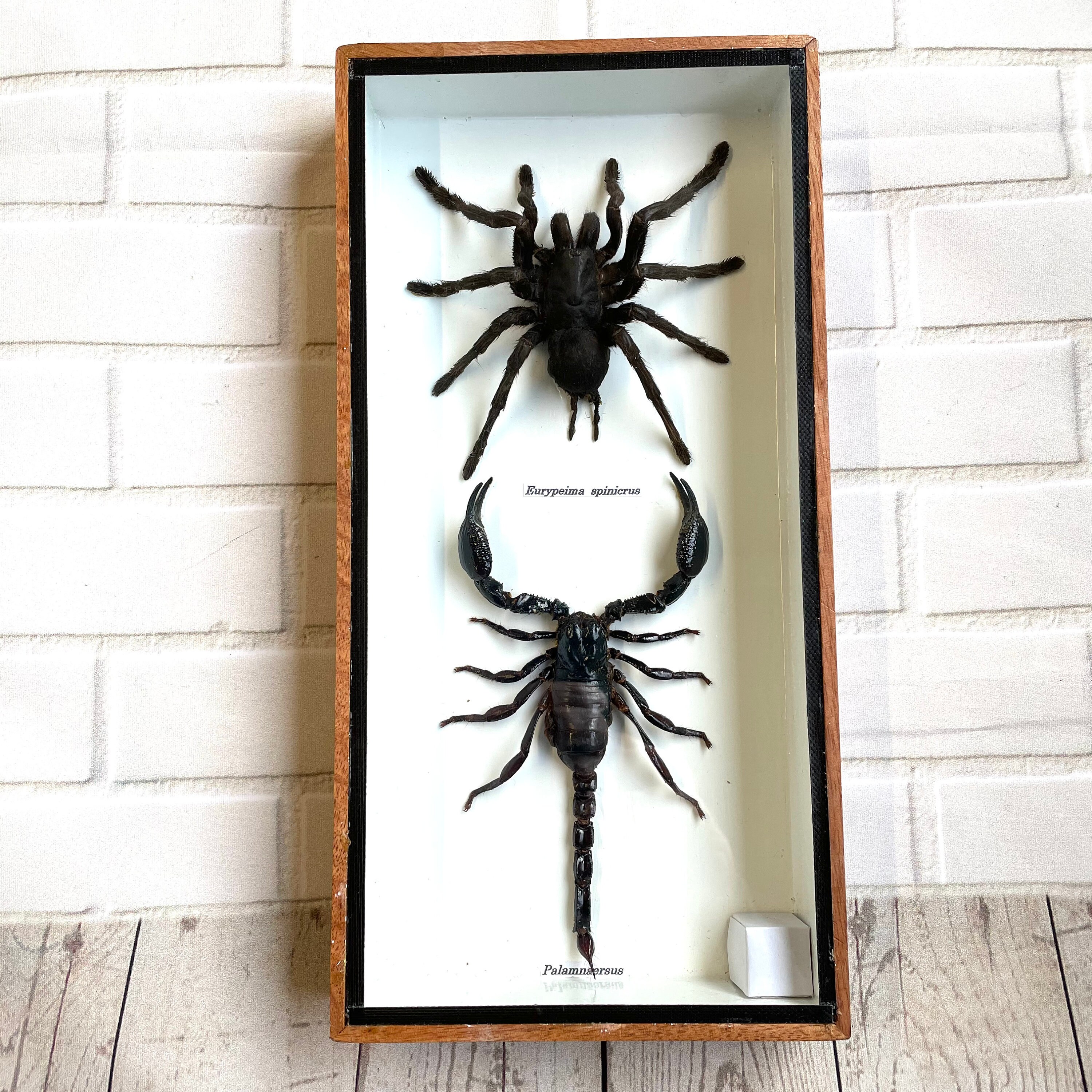 Scorpion Spider