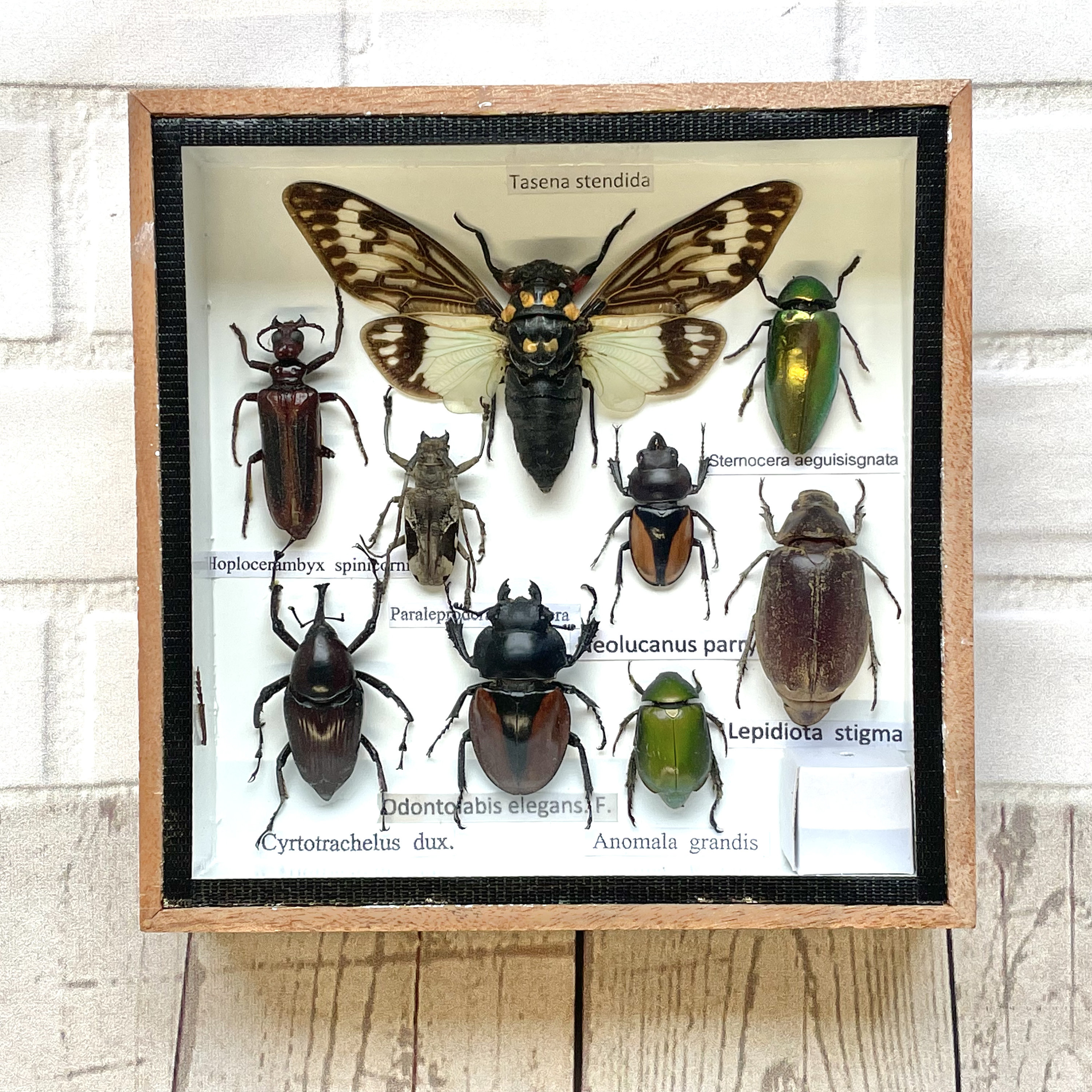 Insect Display Box Frame Display Case Bug Insect 5 | Etsy