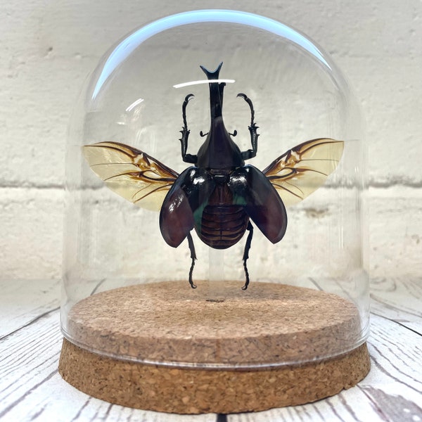 Glass Display Case - Etsy UK