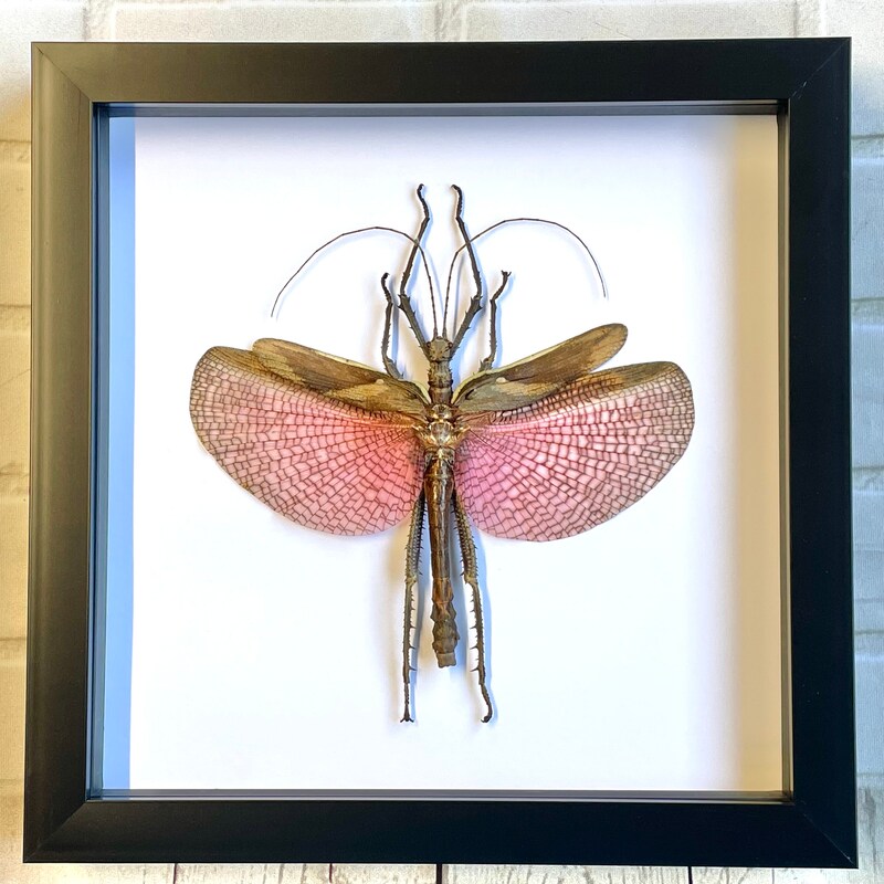 Framed Insects - Etsy