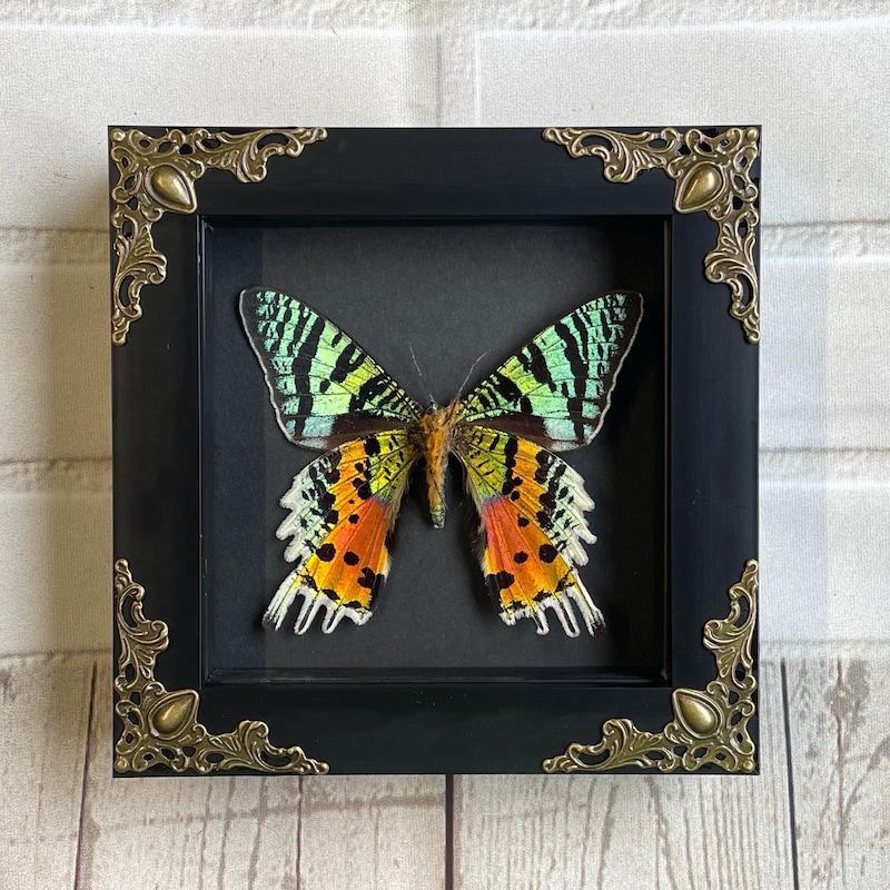 Framed Butterfly Oddities - Etsy UK