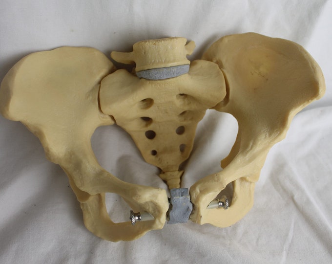 Pelvis Anatomy Model, Life Size, Vintage 3D Hip Bone Pelvic Anatomical ...