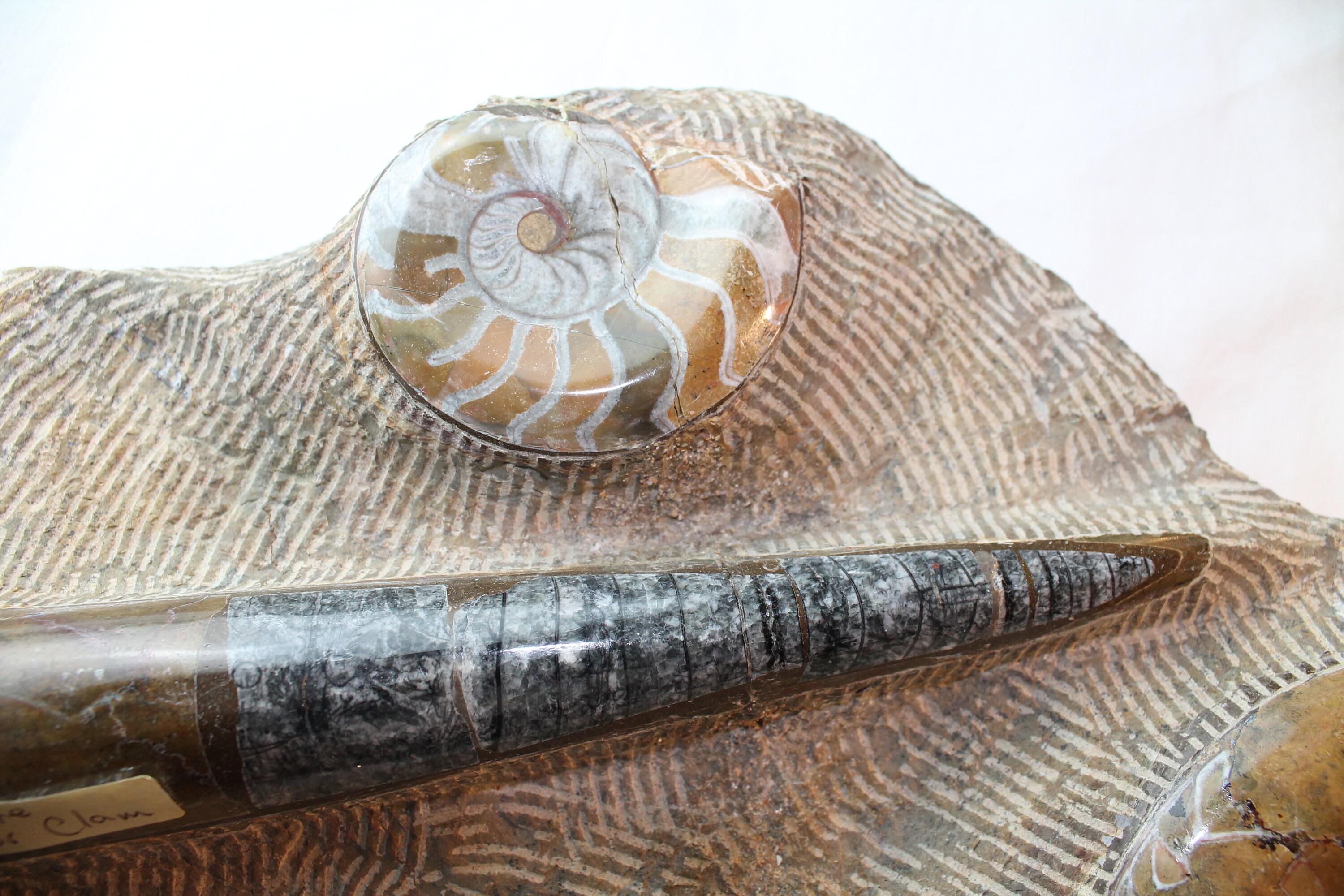 Fossil specimen three Ammonites and a razor clam fossil in a | Etsy