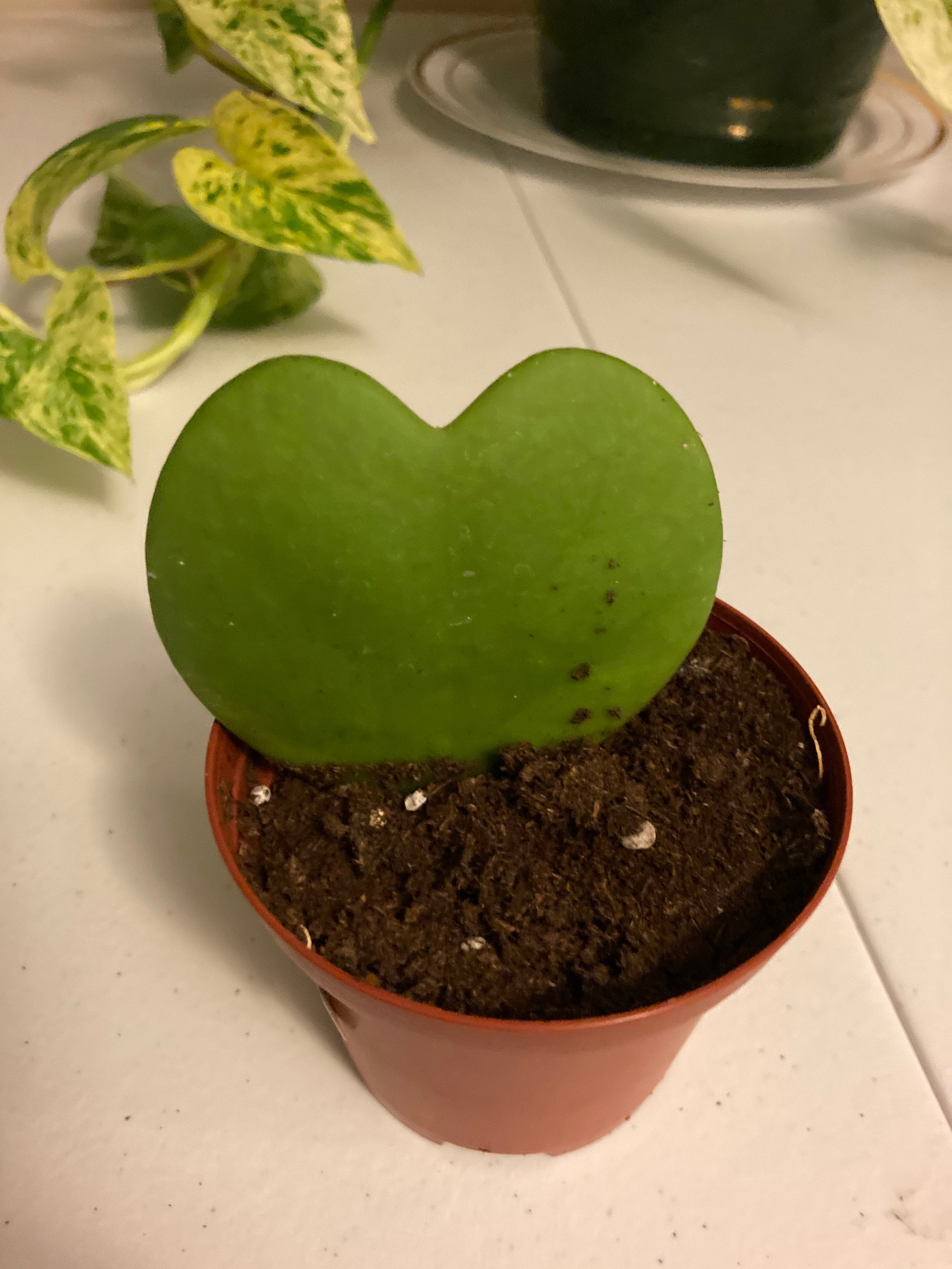 Heart Leaf Hoya, Hoya Kerrii - Sweetheart Hoya - Heart Leaf - Mother’s ...