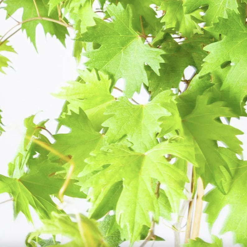 Southern Home Grape Vines – Pack of 3 Live Starter Plants (5–9 Inches ...
