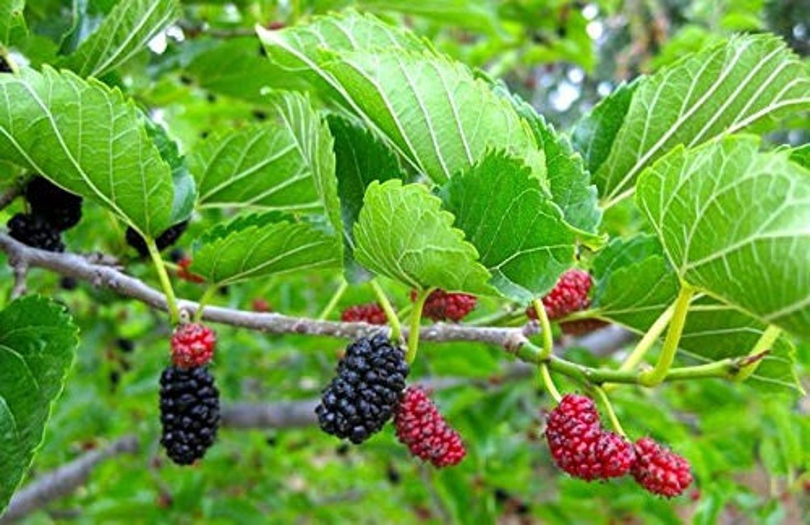 Red Mulberry Tree Live Plant - Starter Mulberry - Fruit Trees Live ...