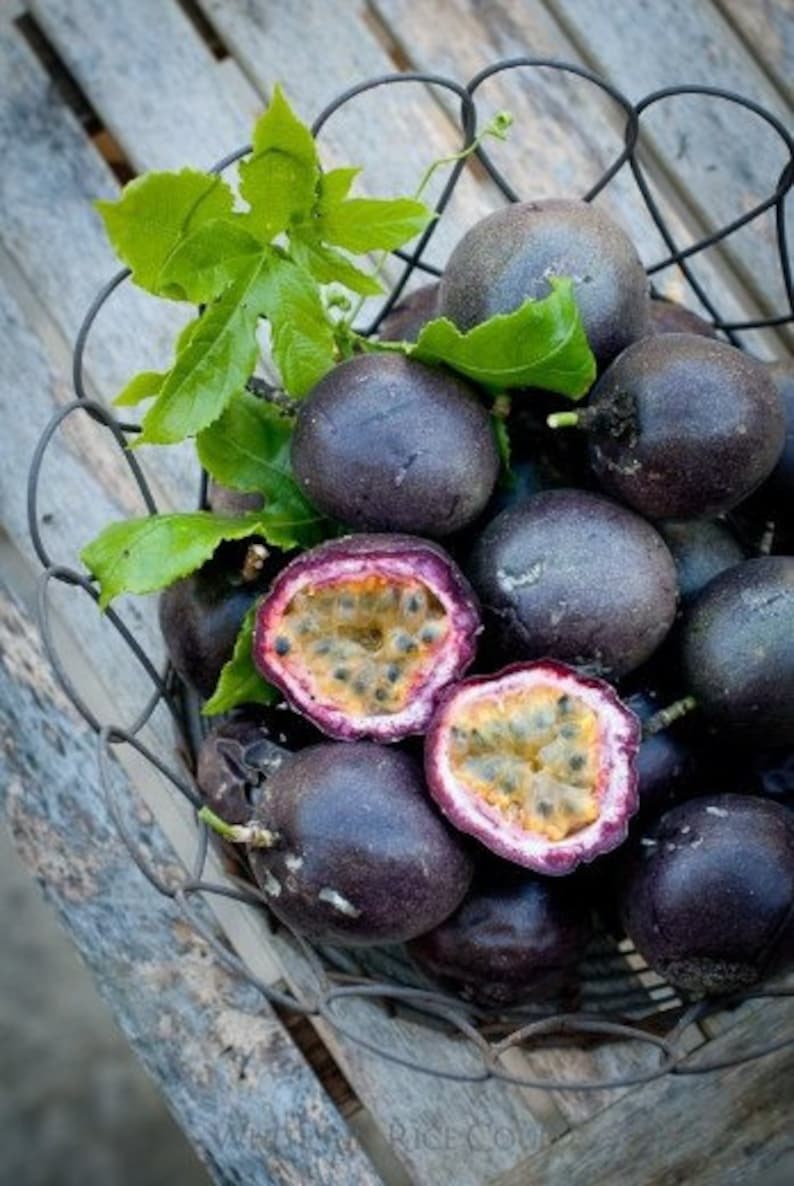 Passiflora Purple Possum Passion Fruit Edible Passion Fruit Etsy