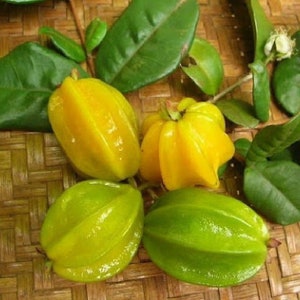 Yellow Star Cherry Tree - Live Cherry Plant - Cherry Fruit Tree ...