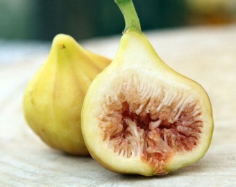 LSU Gold Fig Tree Ficus Carica Louisian Gold Fig Tree Live Plant 6 to 8 ...