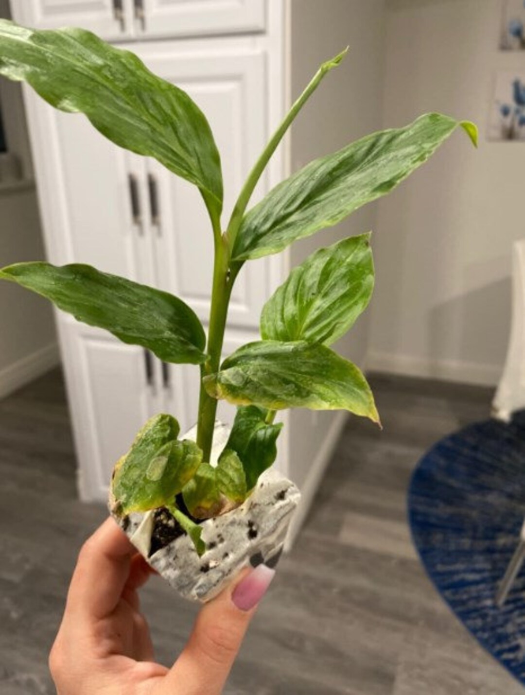 Molten Gold Dwarf Ginger - Organic and Non-gmo - Live Dwarf Ginger ...