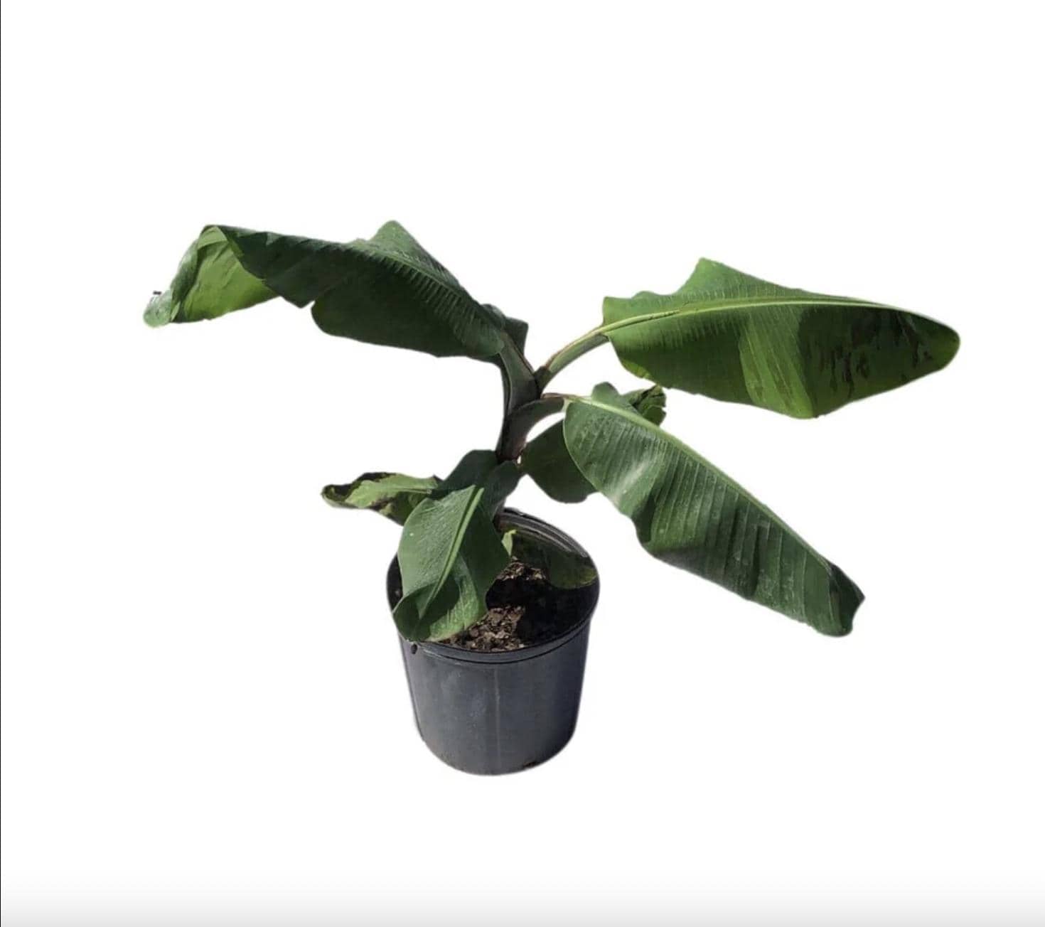 Mona Lisa Banana Plant Rare Musa FHIA-02 – Live Plant, 5-9 Inches Tall ...
