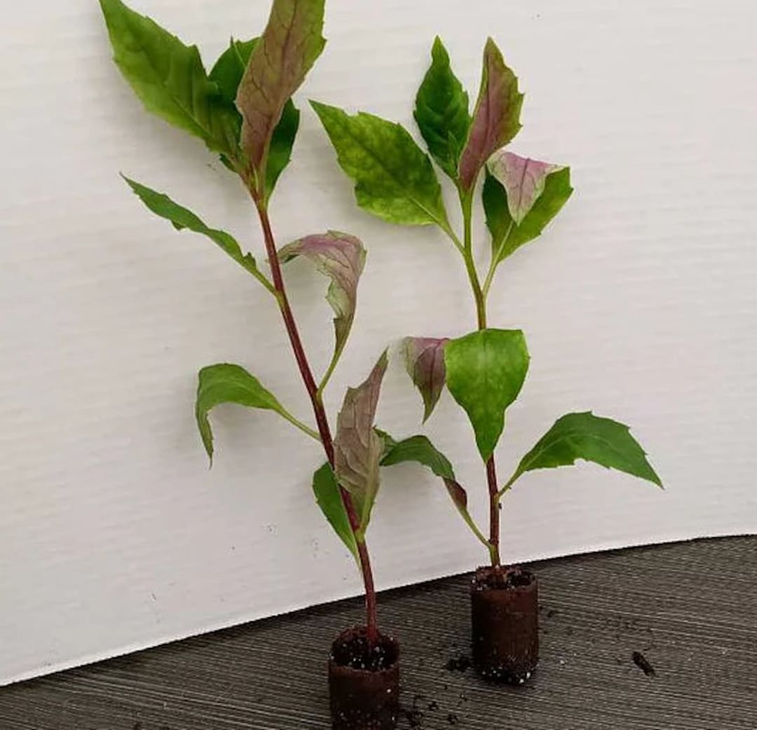 Okinawa Spinach - Gynura Crepioides - Live Spinach for Planting - Hong ...