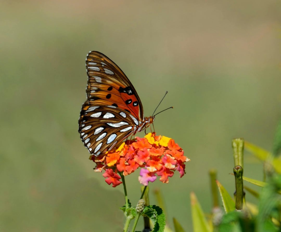 Lantana "anne Marie" Live Starter Plants | 4-6 Inches Tall | Pollinator ...