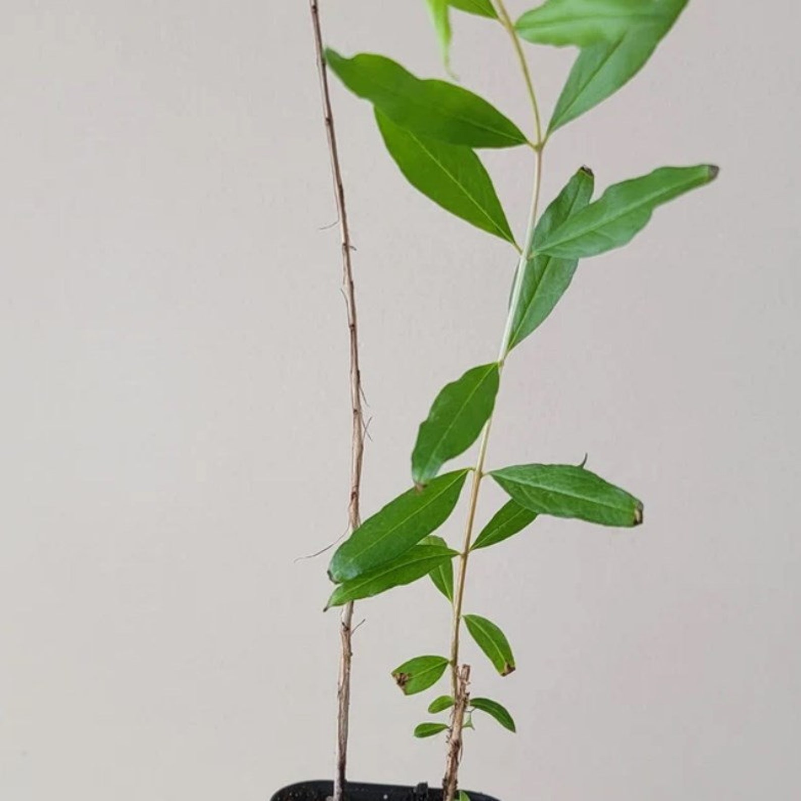 Pomegranate Tree Salavatski Pomegranate Starter Tree - Etsy