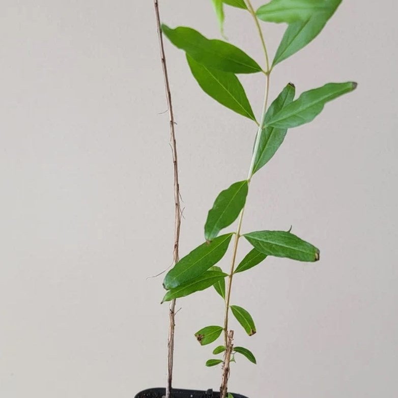 Pomegranate Tree Salavatski Pomegranate Starter Tree - Etsy