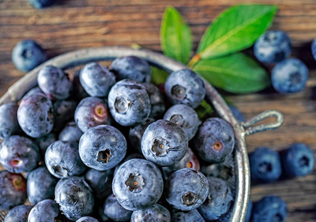 Blueberry Plant - Sharpblue Live Blueberry Plants - 4-8 Inch Southern ...