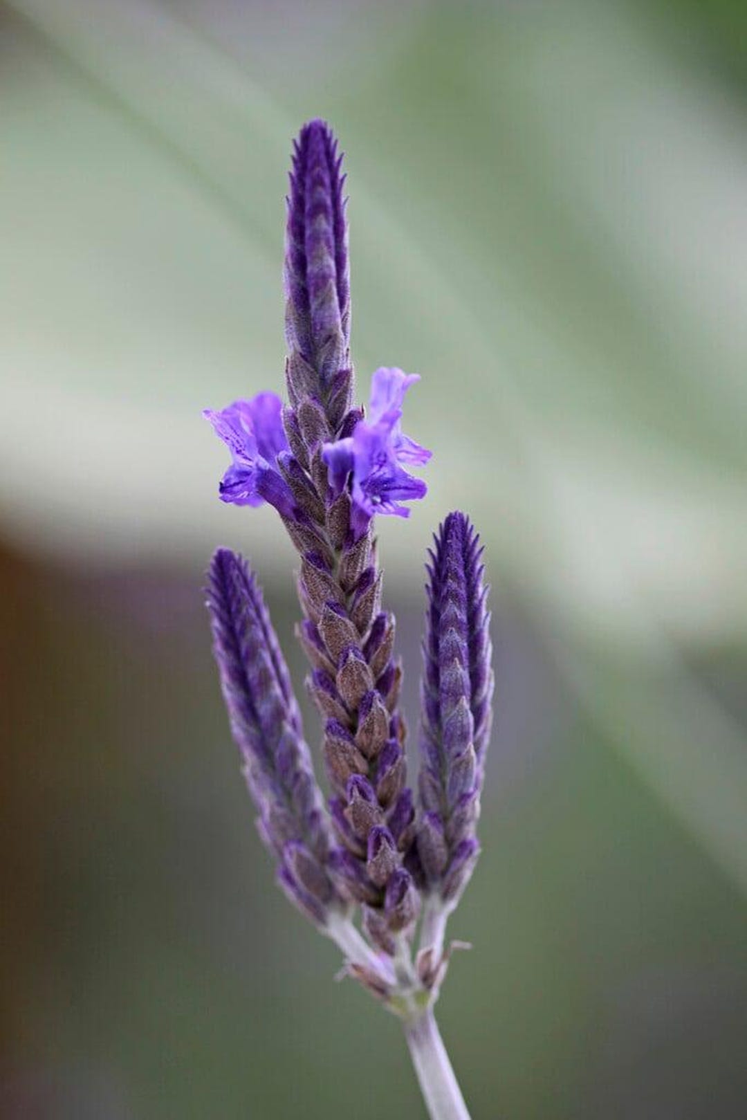 Fern Leaf Lavandula Pinnata - Lavender Pinnata Live Plants (5-9 ...