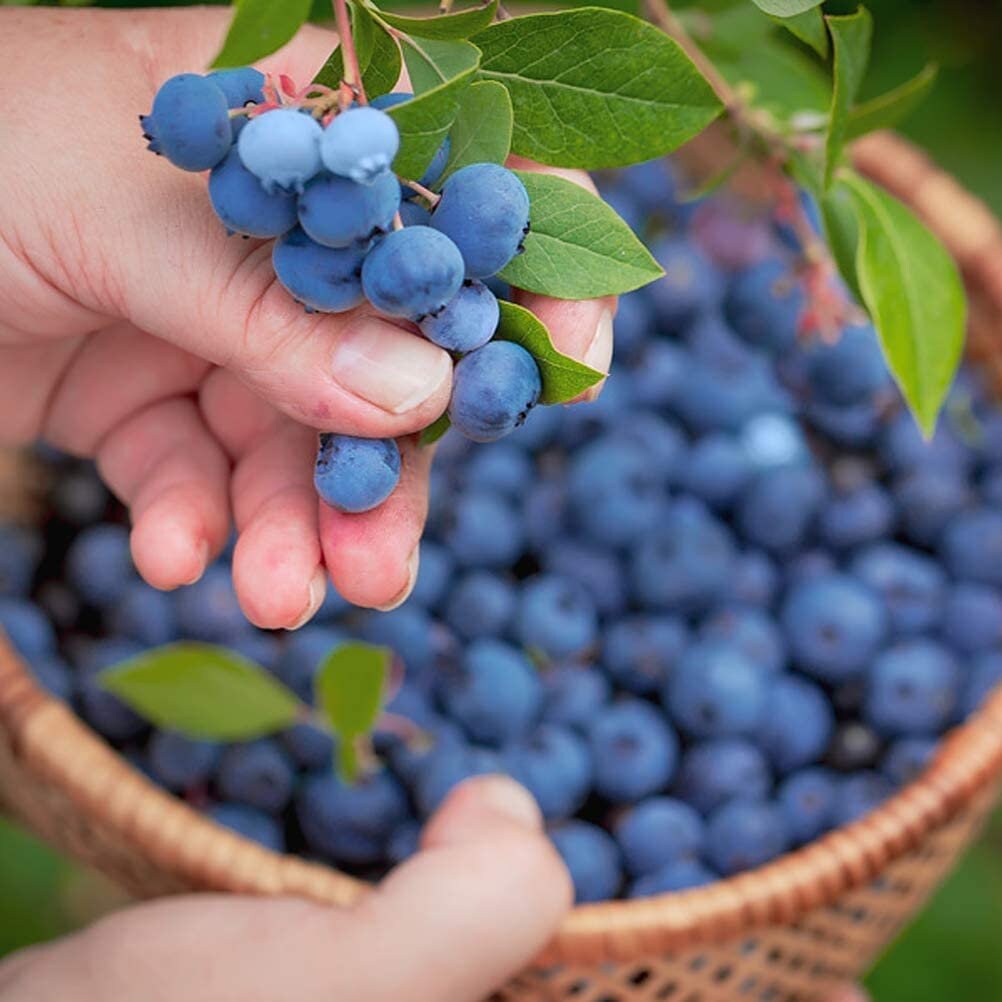 Misty Blueberry Plant - Attractive Live Blueberry Bush - Starter 4-6 ...