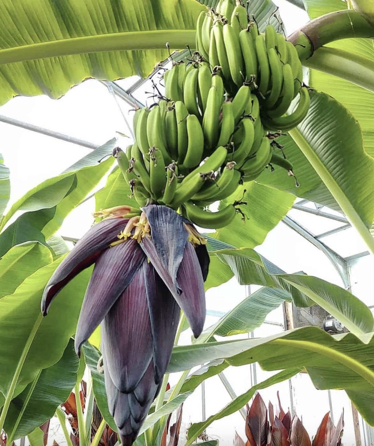 Mona Lisa Banana Plant Rare Musa FHIA-02 – Live Plant, 5-9 Inches Tall ...
