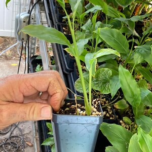 Thai Ginger Plant Alpinia Galanga Ginger Plants to Grow Live Starter ...