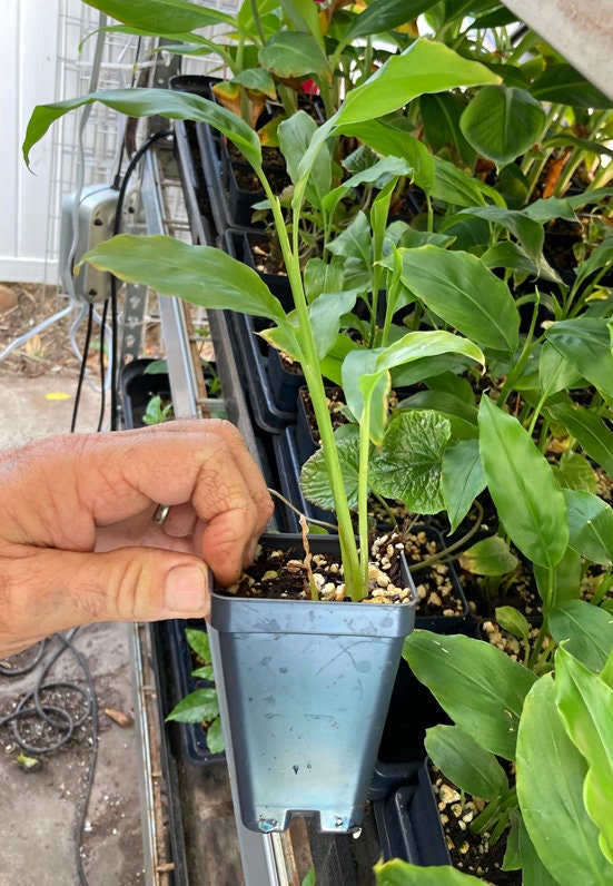 Thai Ginger Plant Alpinia Galanga Ginger Plants to Grow Live - Etsy Canada