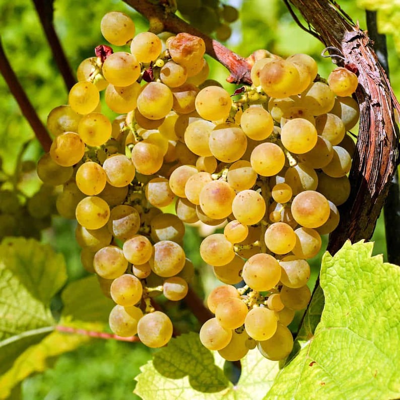 Hardy Grape Vine Live Plant – Pack of 4 Traminette Grape Plants Vines ...