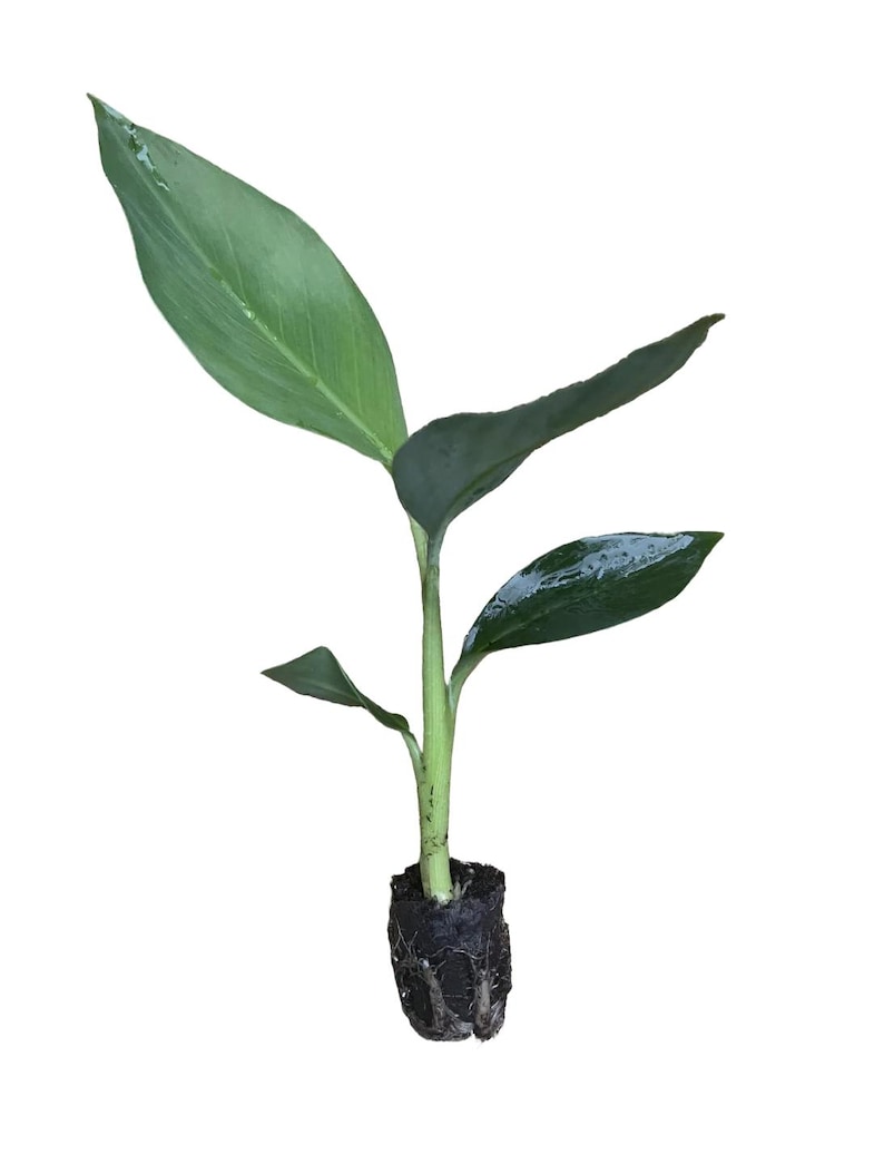 Mona Lisa Banana Plant Rare Musa FHIA-02 – Live Plant, 5-9 Inches Tall ...