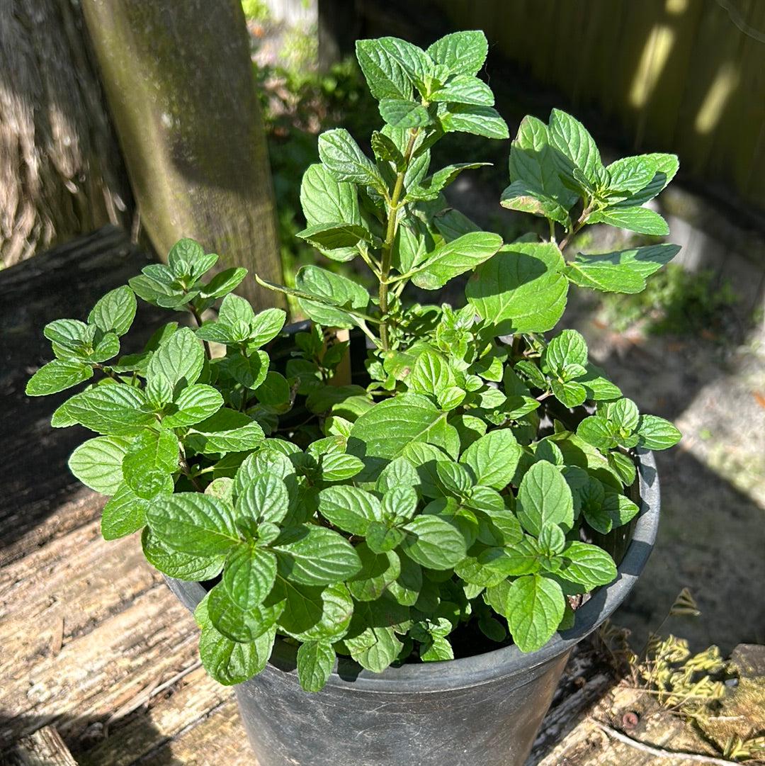 Mojito Mint Live Plants (5-9") - Pack of 3 (THREE)- Authentic Mentha X ...
