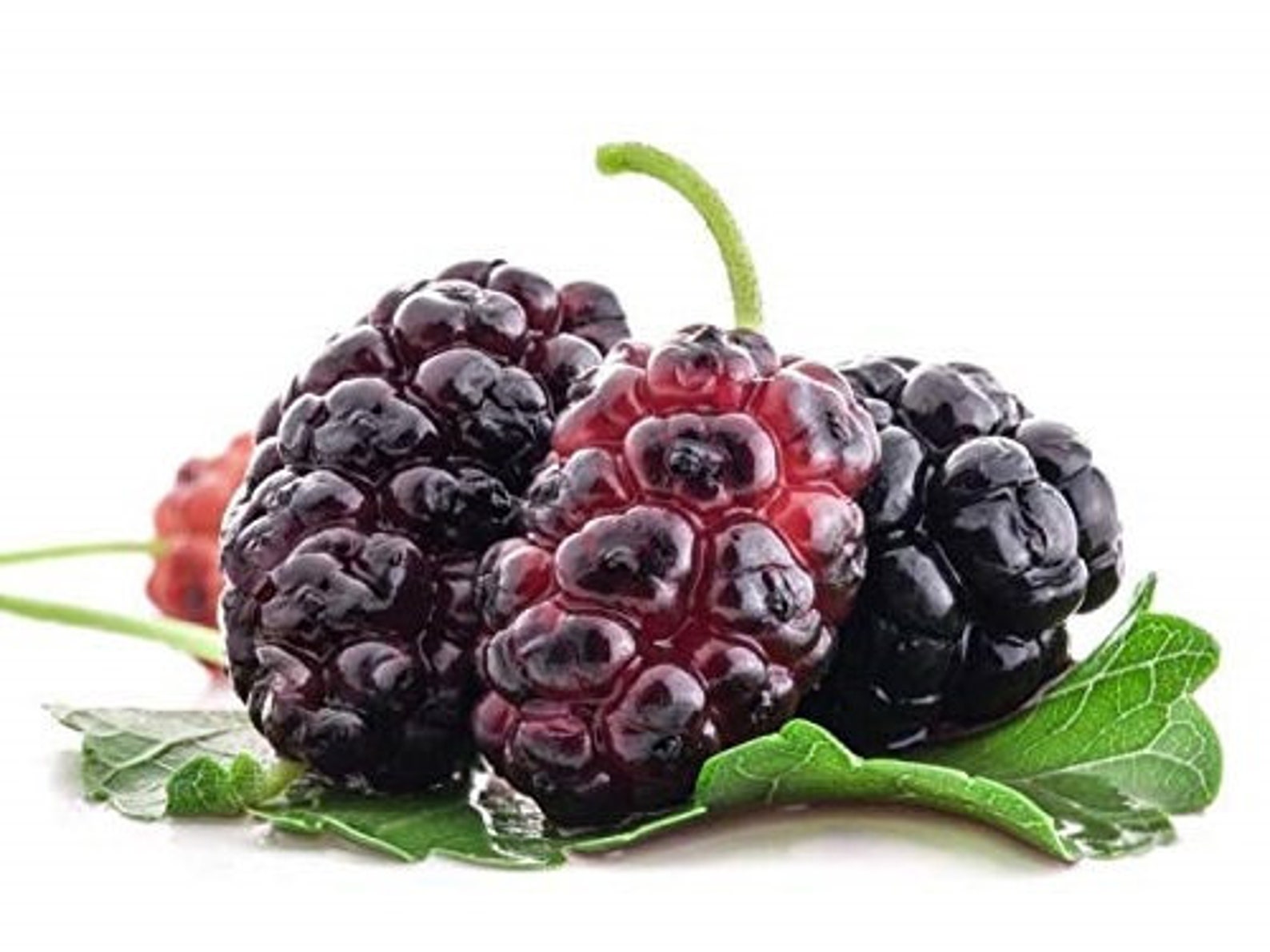 Red Mulberry Tree Live Plant - Starter Mulberry - Fruit Trees Live ...