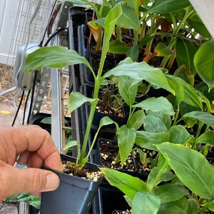 Thai Ginger Plant Alpinia Galanga Ginger Plants to Grow Live Starter ...