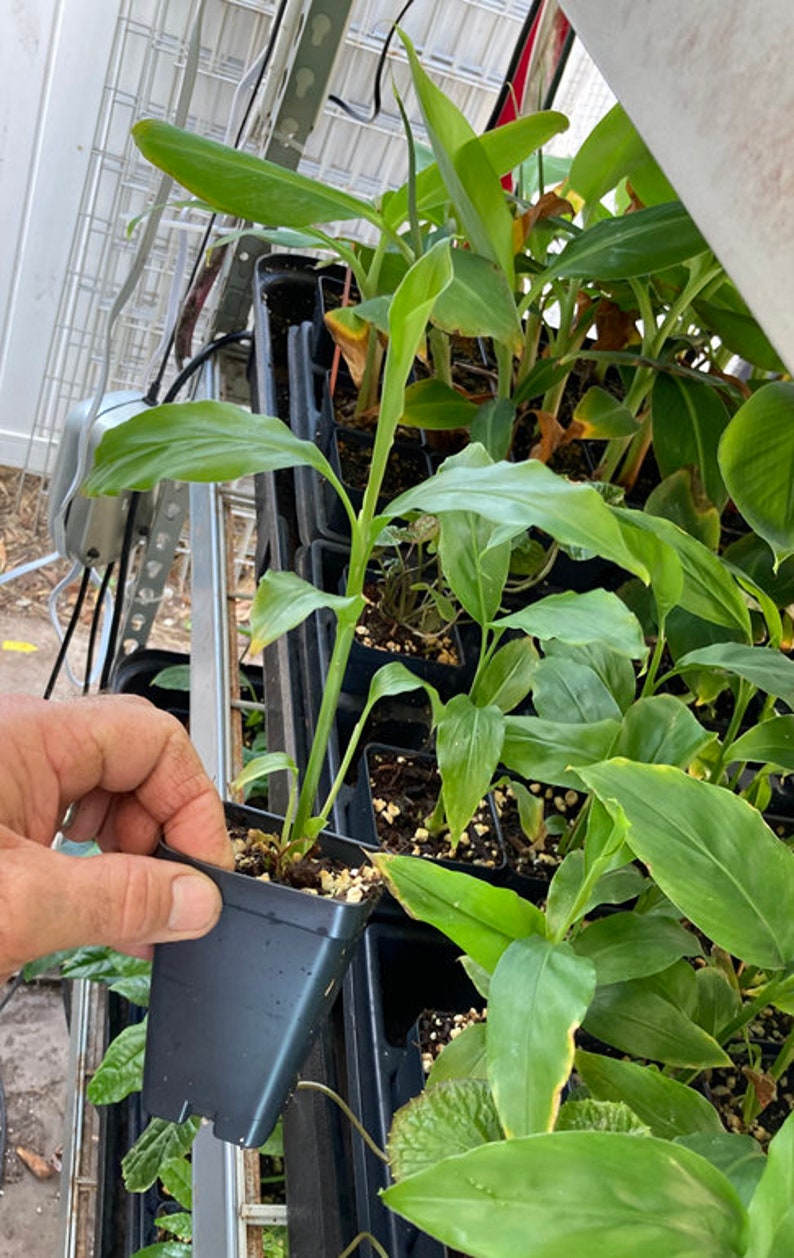 Thai Ginger Plant Alpinia Galanga Ginger Plants to Grow Live - Etsy
