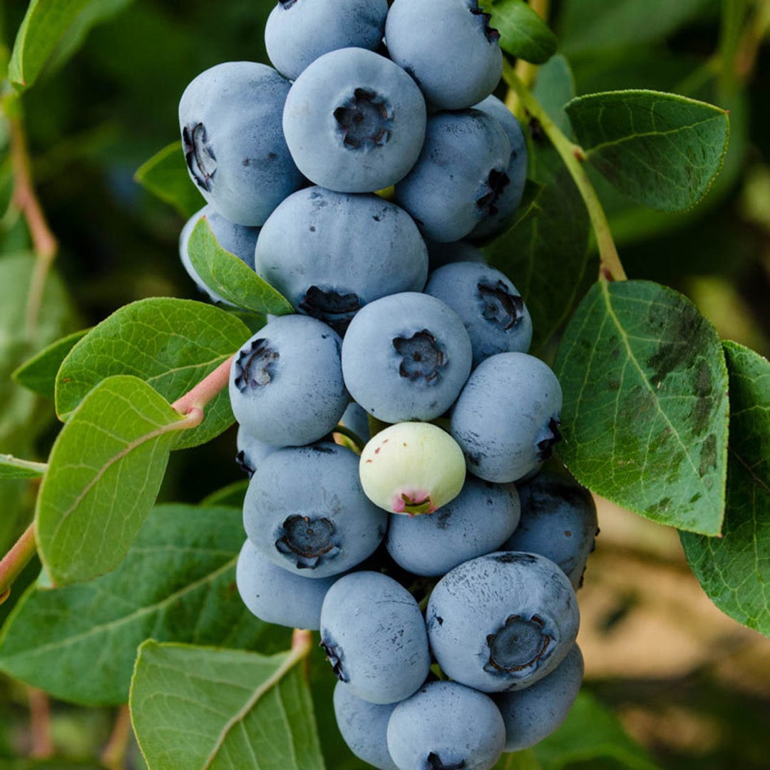 Blueberry Plant - Legacy Blue Berry Plants for Planting - Live Berry ...