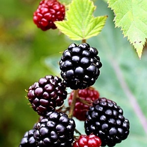 Boysenberry Live Plant Mix Between Raspberry Blackberry Loganberry ...