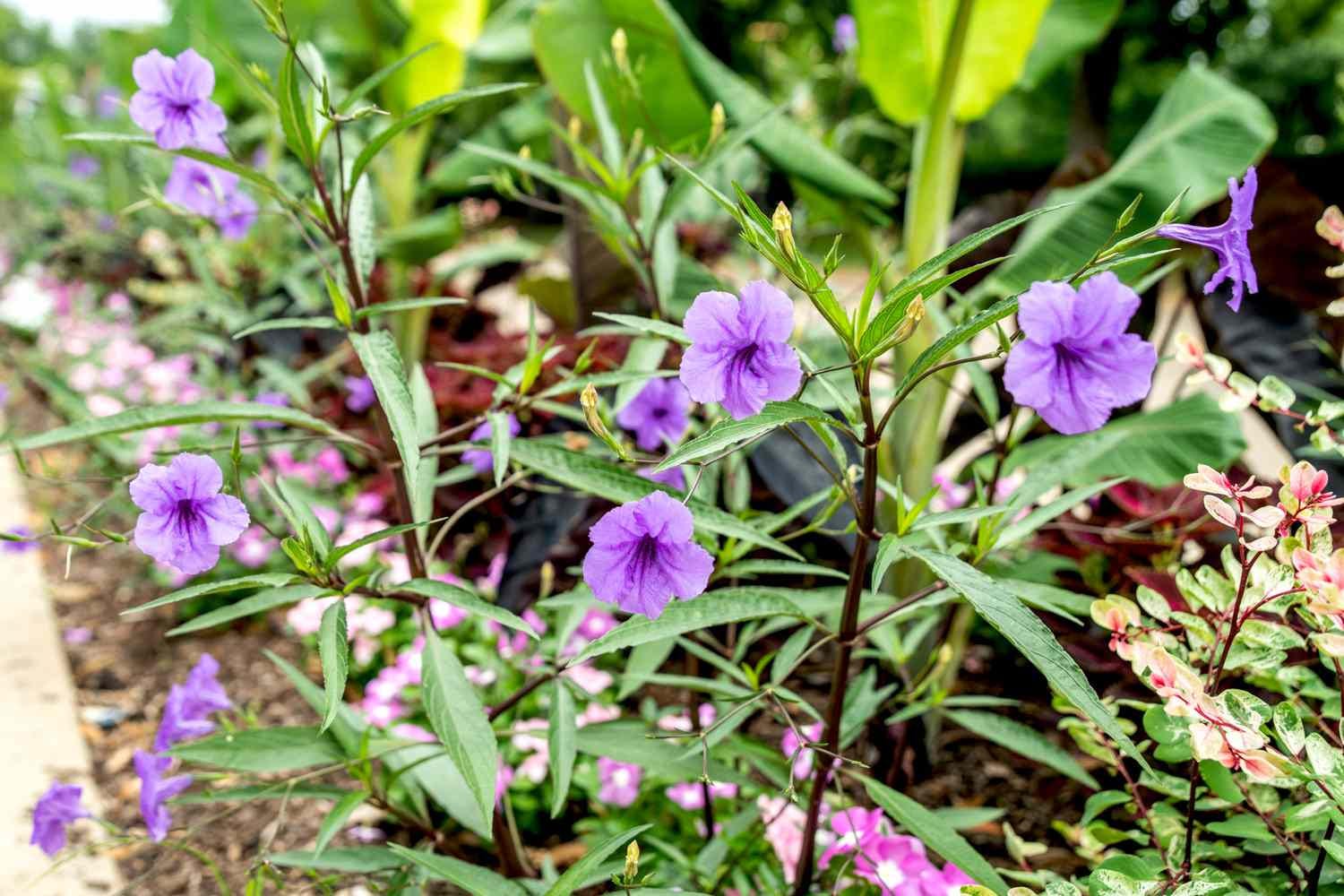 Purple Showers Ruellia Live Plants | Pack of 2 (TWO) | 5-9" Tall | Tall ...