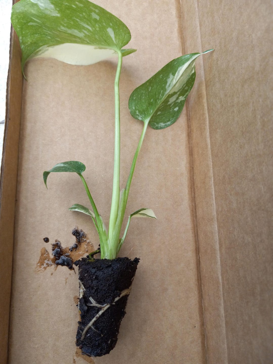 Monstera Thai Constellation Plant - 4-6 Inches Tall Starter Plant ...