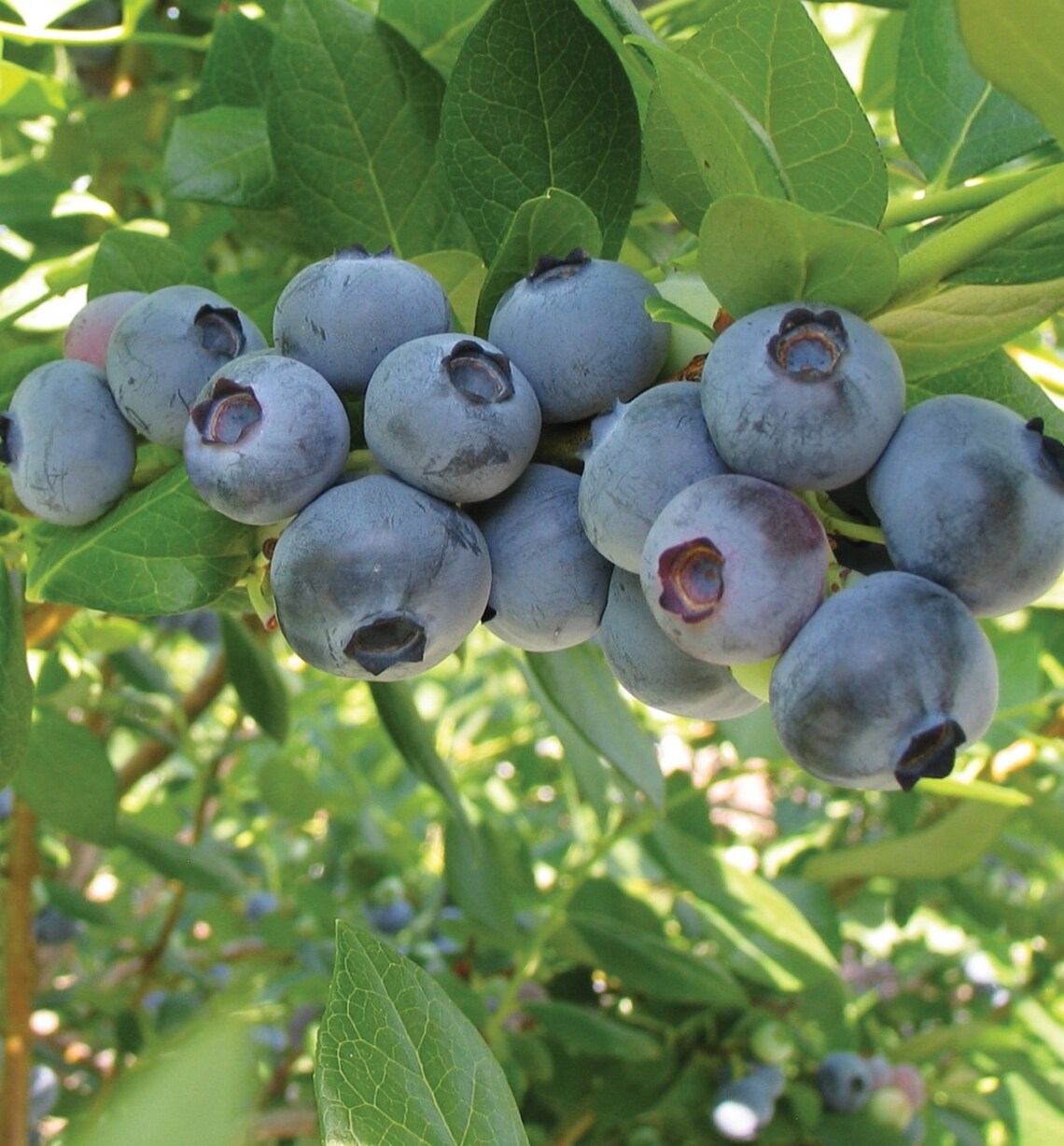 Rebel Blueberry Bush Southern Highbush Blue Berry Live Plant - Etsy