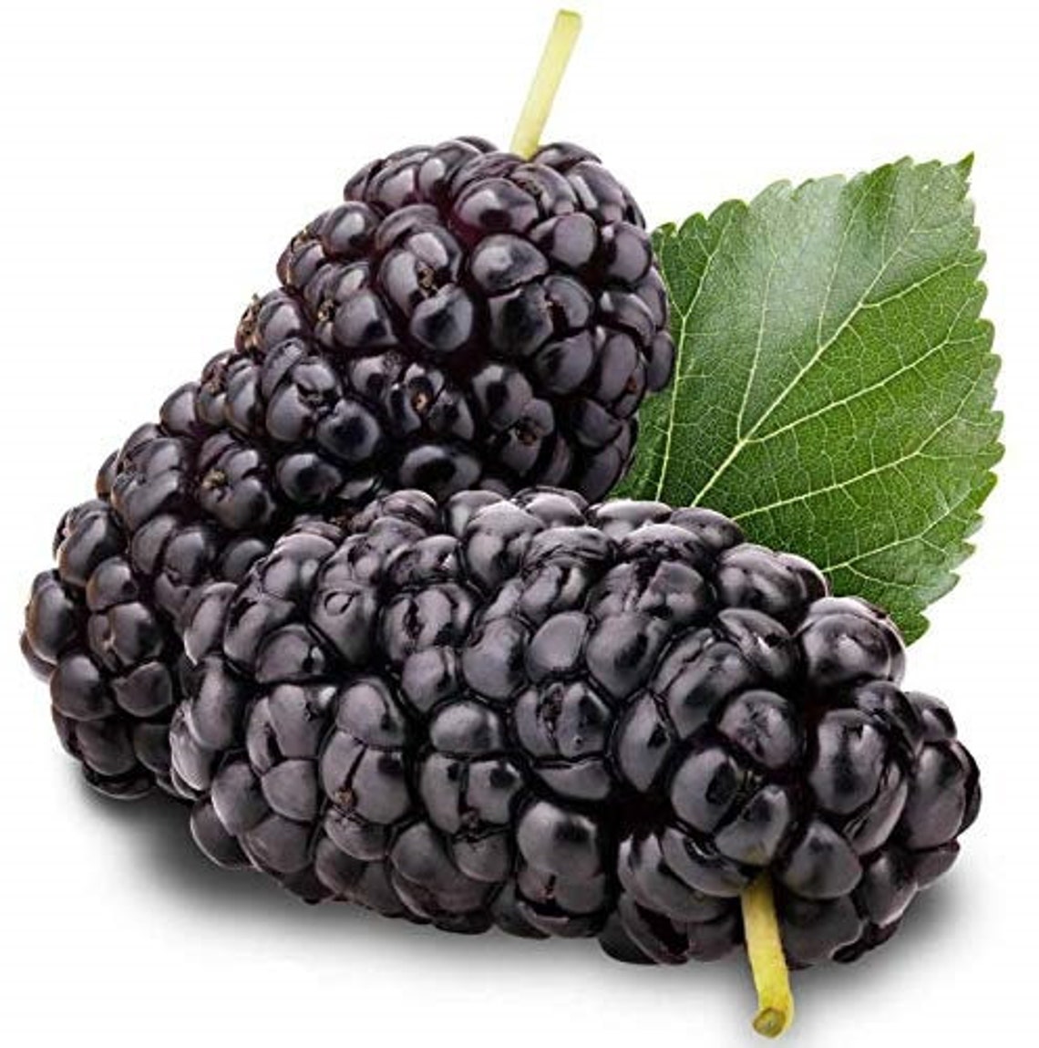 Red Mulberry Tree Live Plant - Starter Mulberry - Fruit Trees Live ...
