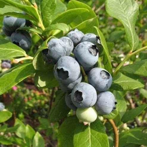 Blueberry Plant Elliot Blue Berry Starter Plant Blueberry | Etsy
