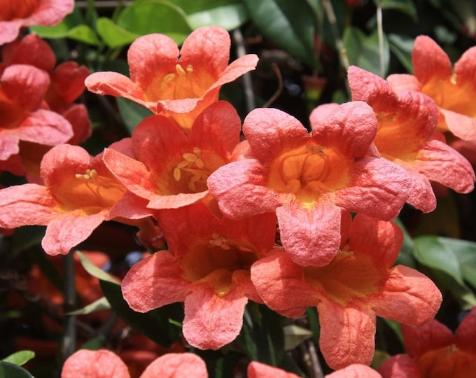 Crossvine Bignonia Capreolata Var. Atrosanguinea Plant - Etsy
