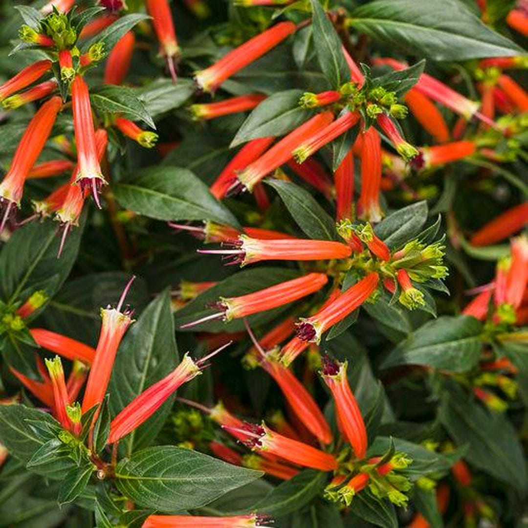 Big Cigar Cuphea Plant (cuphea Ignea) - Pack of 2 (TWO) - Mexican Cigar ...
