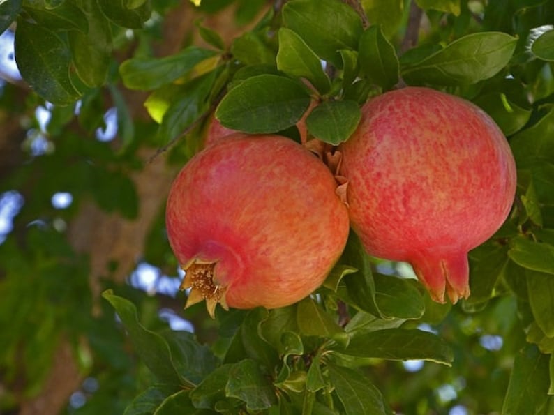 Pomegranate Tree Salavatski Pomegranate Starter Tree - Etsy