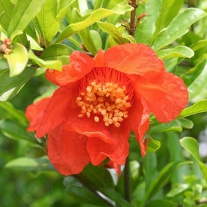 Pomegranate Tree - Salavatski Pomegranate Starter Tree - Punica ...