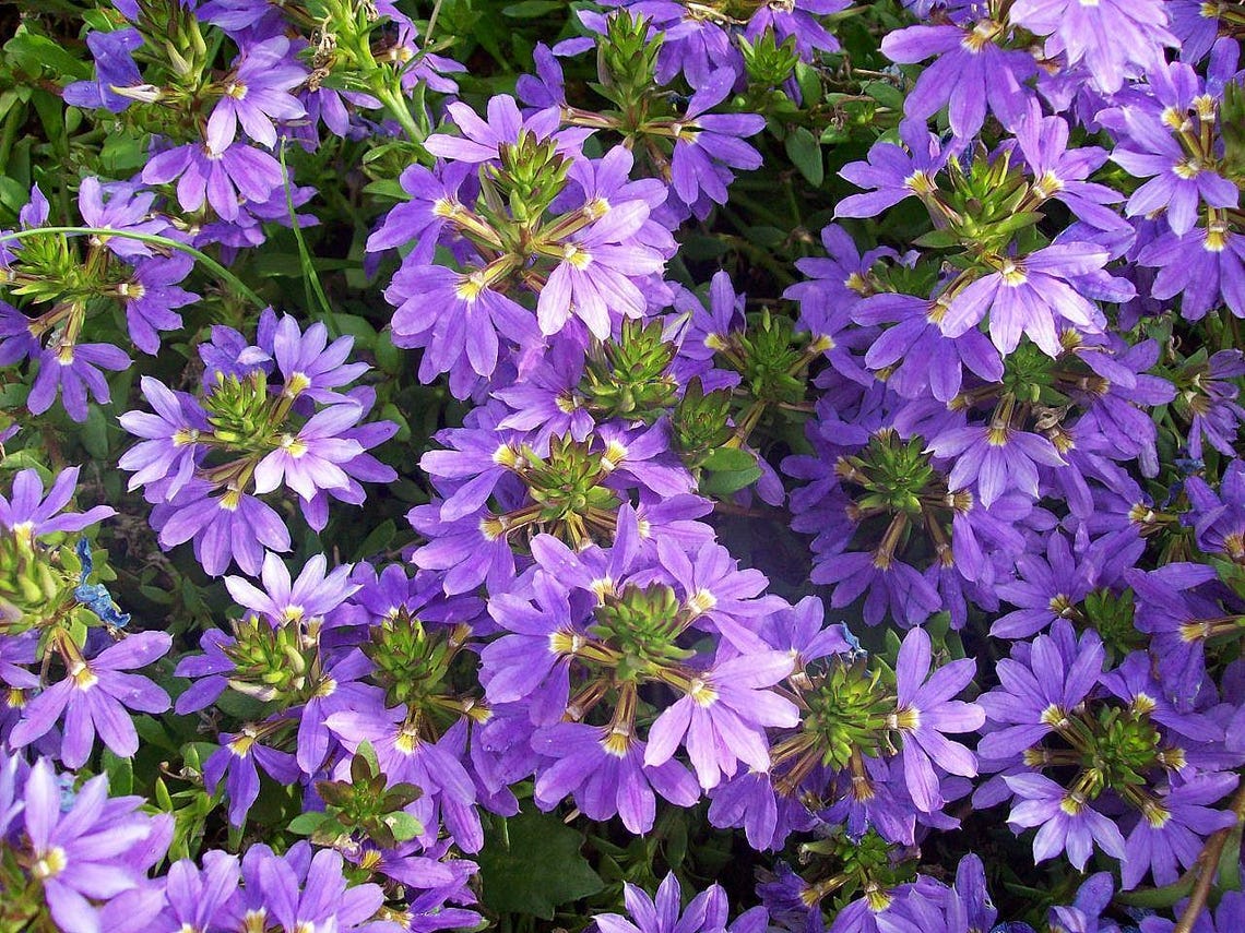 Scaevola Purple Fanfare Live Plants | Pack of 2 | 5-9" Tall | Fan ...