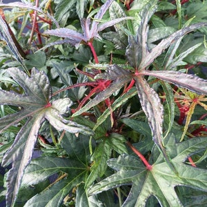 South Sea Salad Tree - Chief Kubo Bele Tree - Spinach Like Plant ...