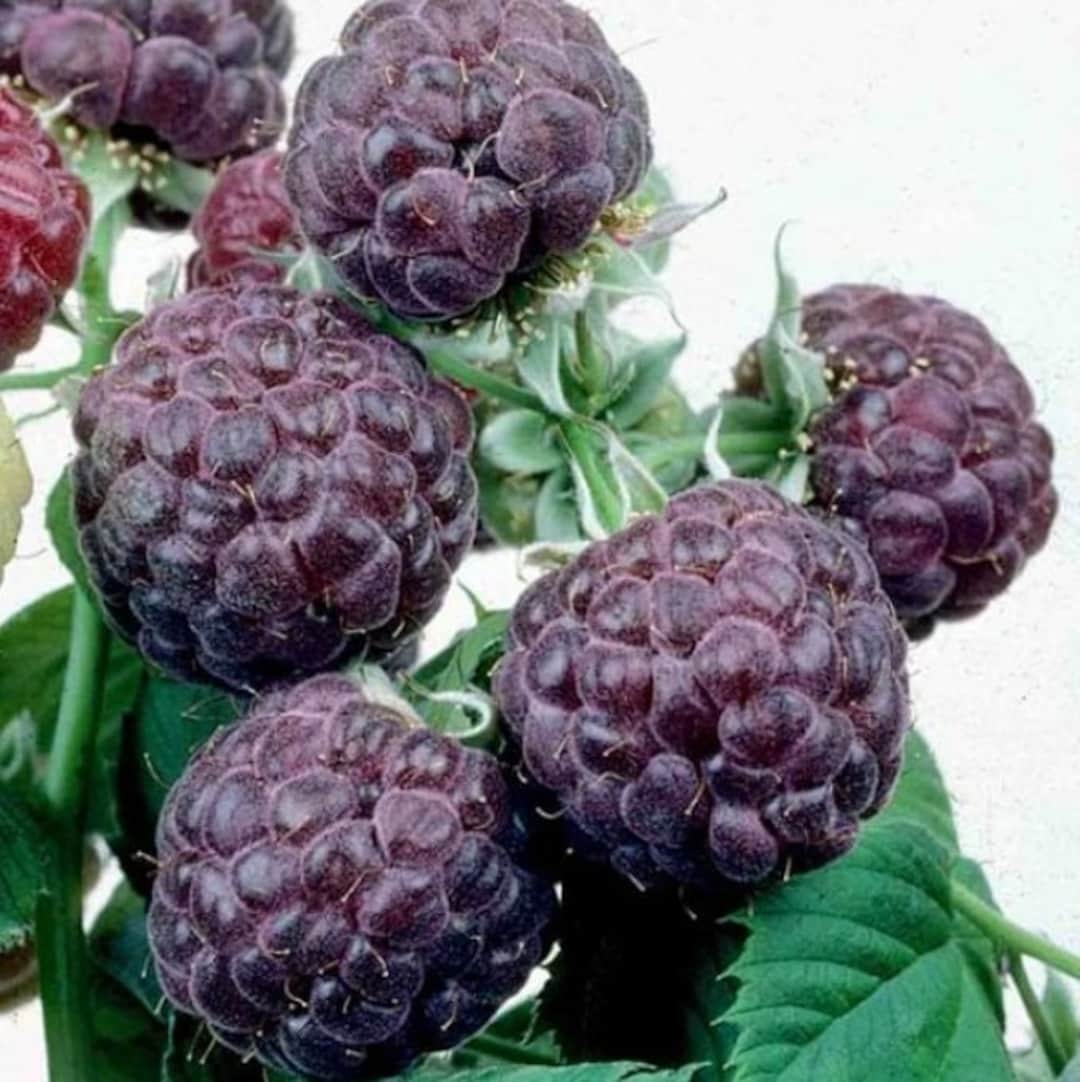 Glencoe Raspberry Plant: Purple Summer Fruiting - Spine-free Canes - Etsy